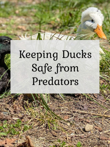 Keeping Ducks Safe from Predators - The Cape Coop