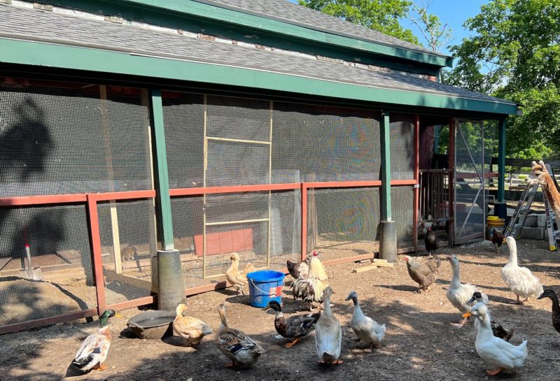 Keeping Ducks Safe from Predators - The Cape Coop