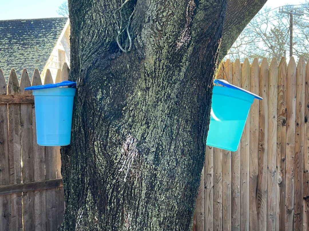 How to Collect Sap for Maple Syrup - The Cape Coop