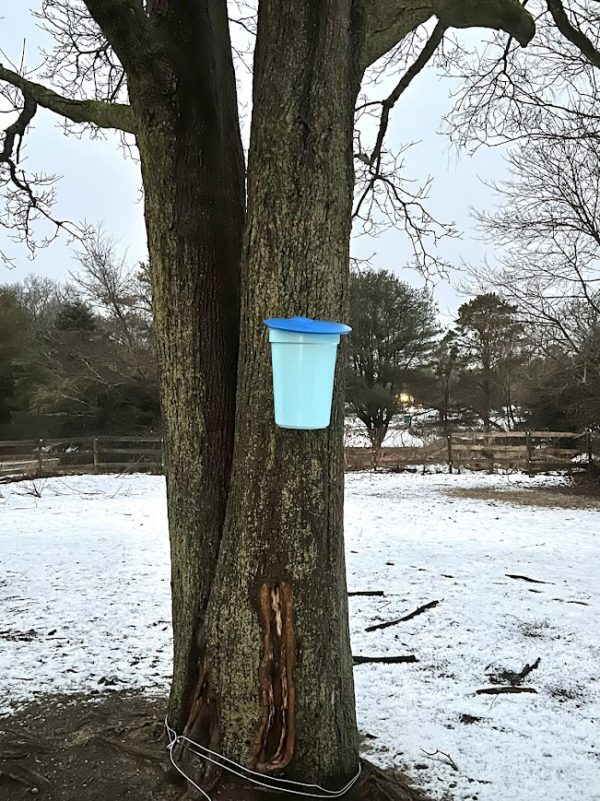 How to Collect Sap for Maple Syrup - The Cape Coop