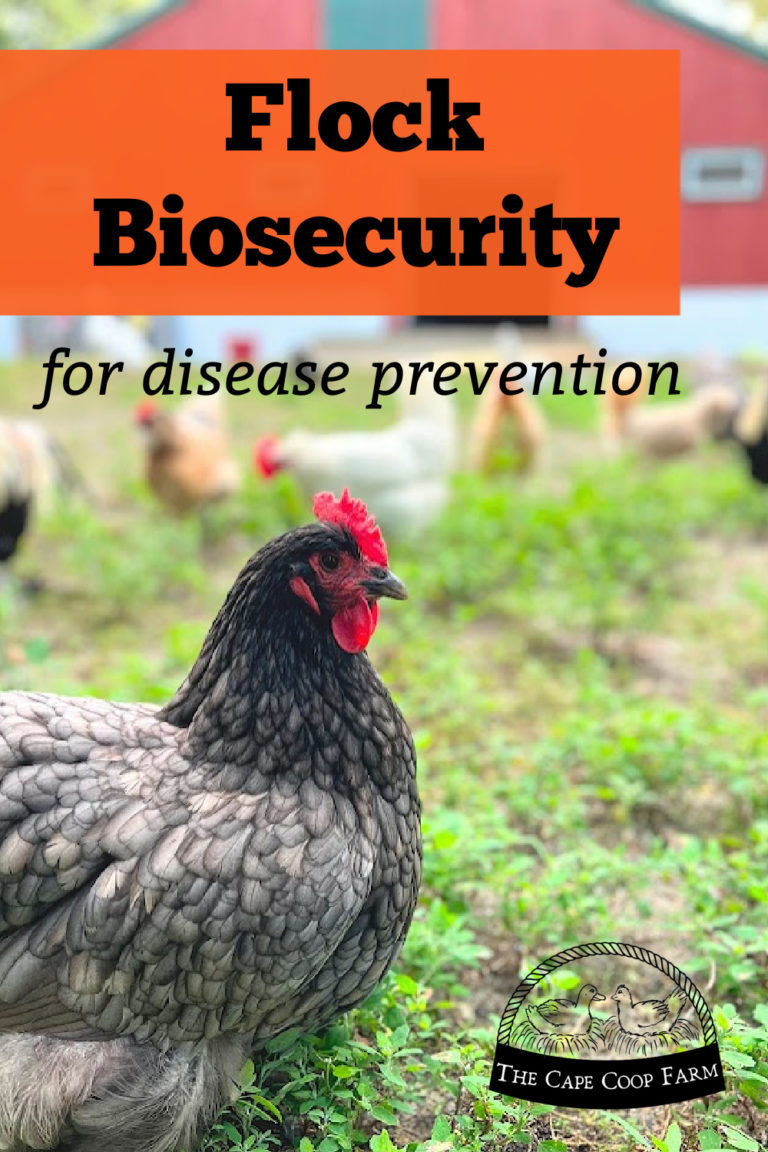 Flock Biosecurity for Disease Prevention - The Cape Coop