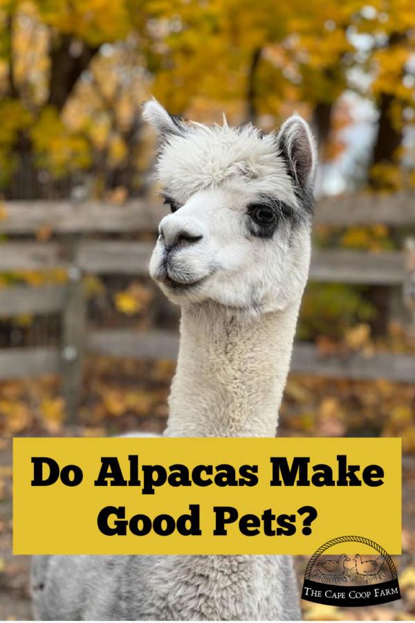 Do Alpacas Make Good Pets? - The Cape Coop