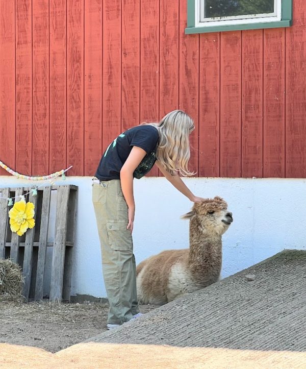 Do Alpacas Make Good Pets? - The Cape Coop