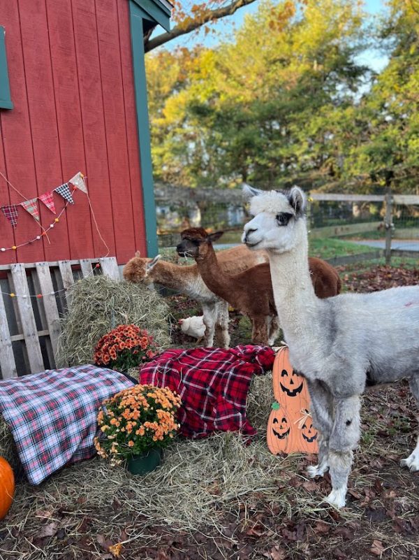 Do Alpacas Make Good Pets? - The Cape Coop