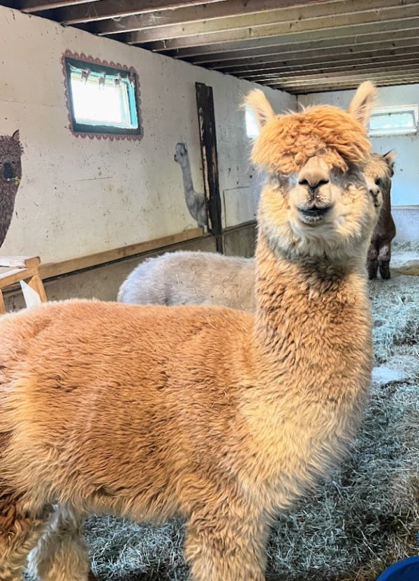 Do Alpacas Make Good Pets? - The Cape Coop
