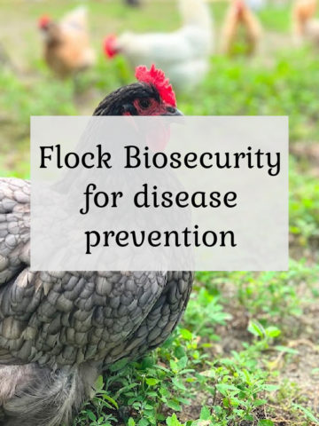Flock Biosecurity for Disease Prevention - The Cape Coop