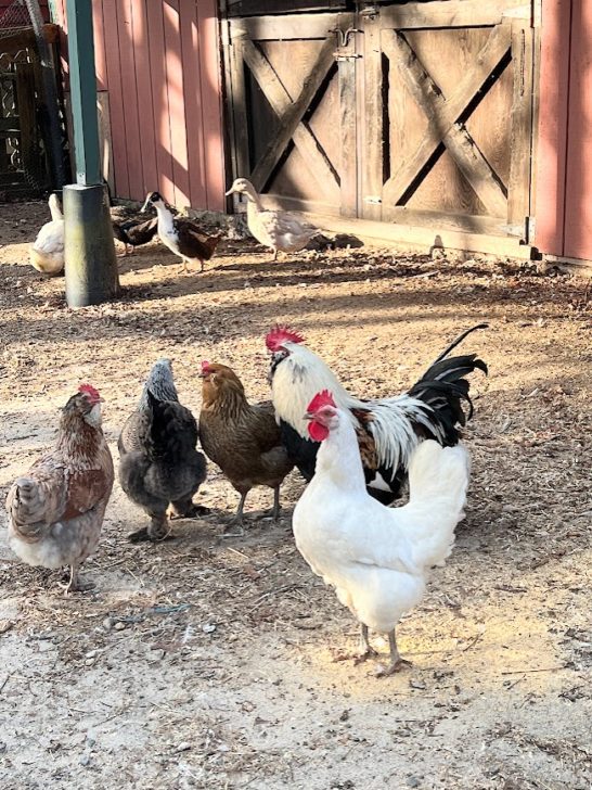 Flock Biosecurity for Disease Prevention - The Cape Coop