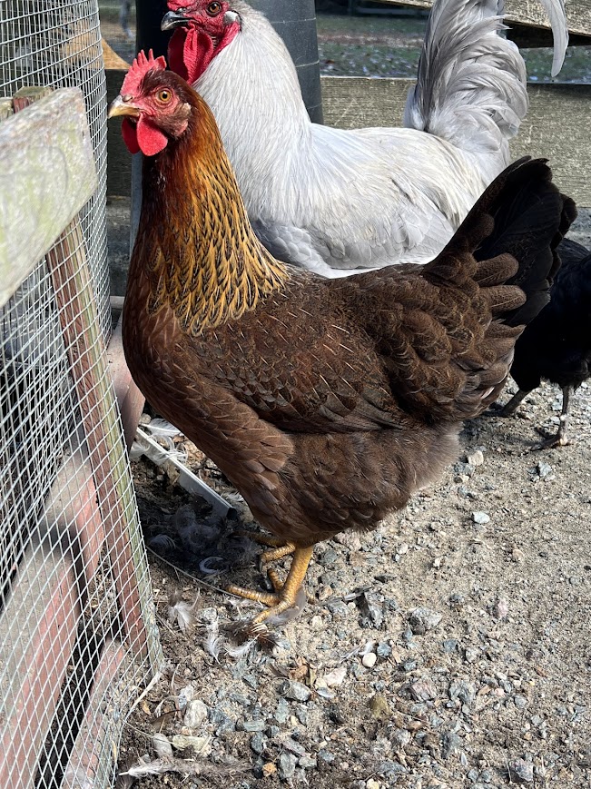 jupiter - The Cape Coop